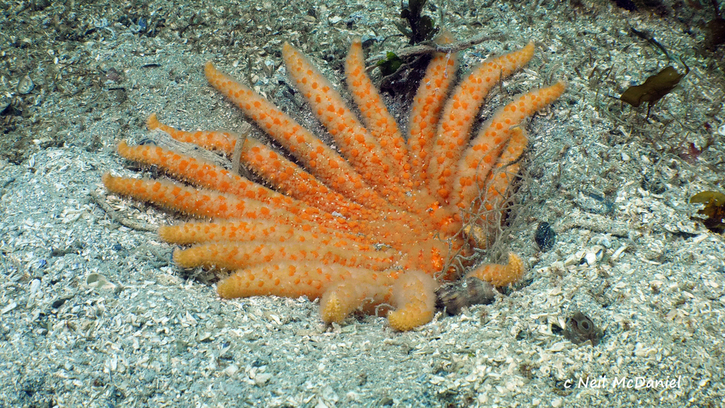 Sunflower Sea Star from Knight Inlet, BC, Canada on April 25, 2023 by ...
