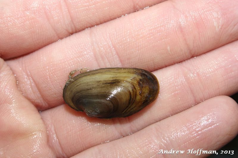 salamander mussel (Mussels of the Upper Green River, KY) · iNaturalist