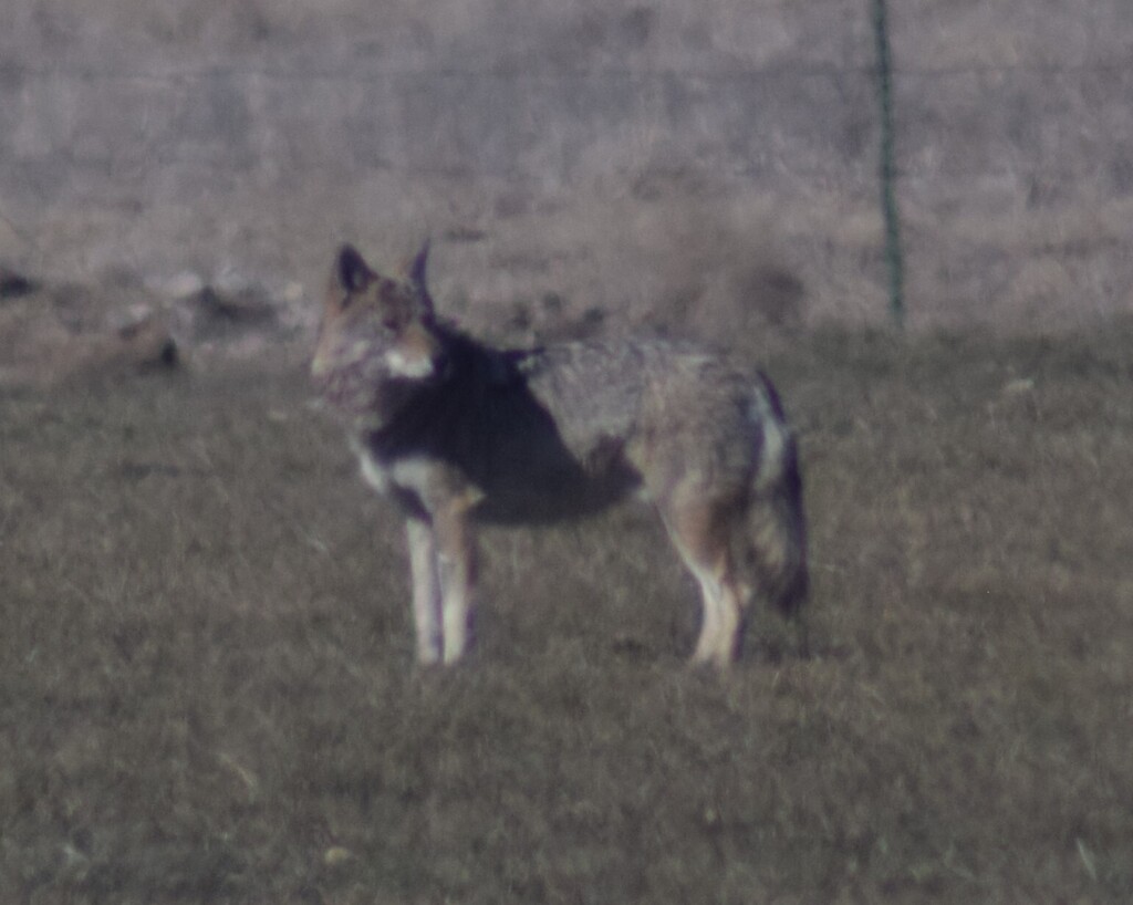Coyote from Johnson County, TX, USA on January 28, 2026 at 02:11 PM by ...
