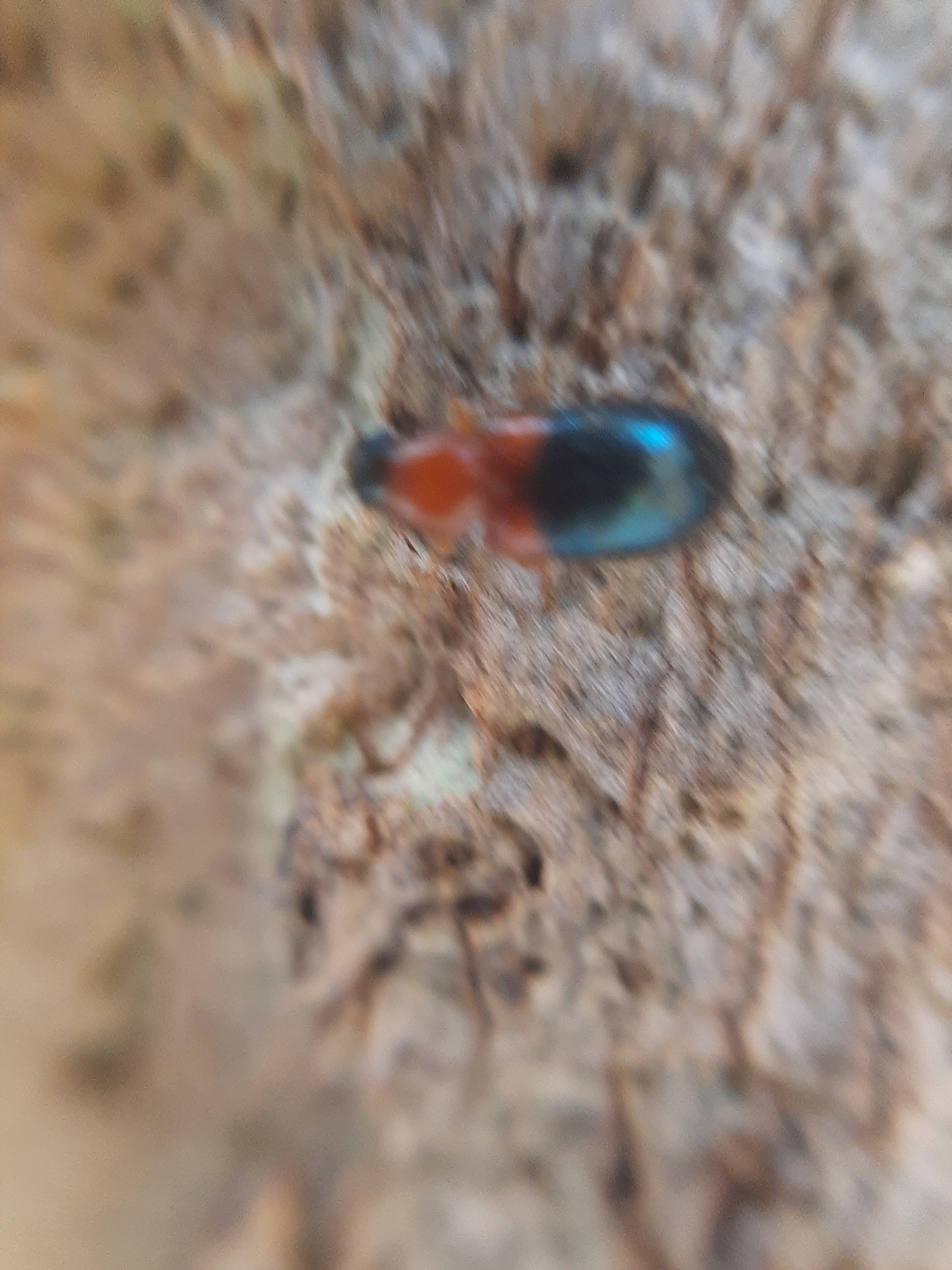 Necrobia ruficollis (Fabricius, 1775)