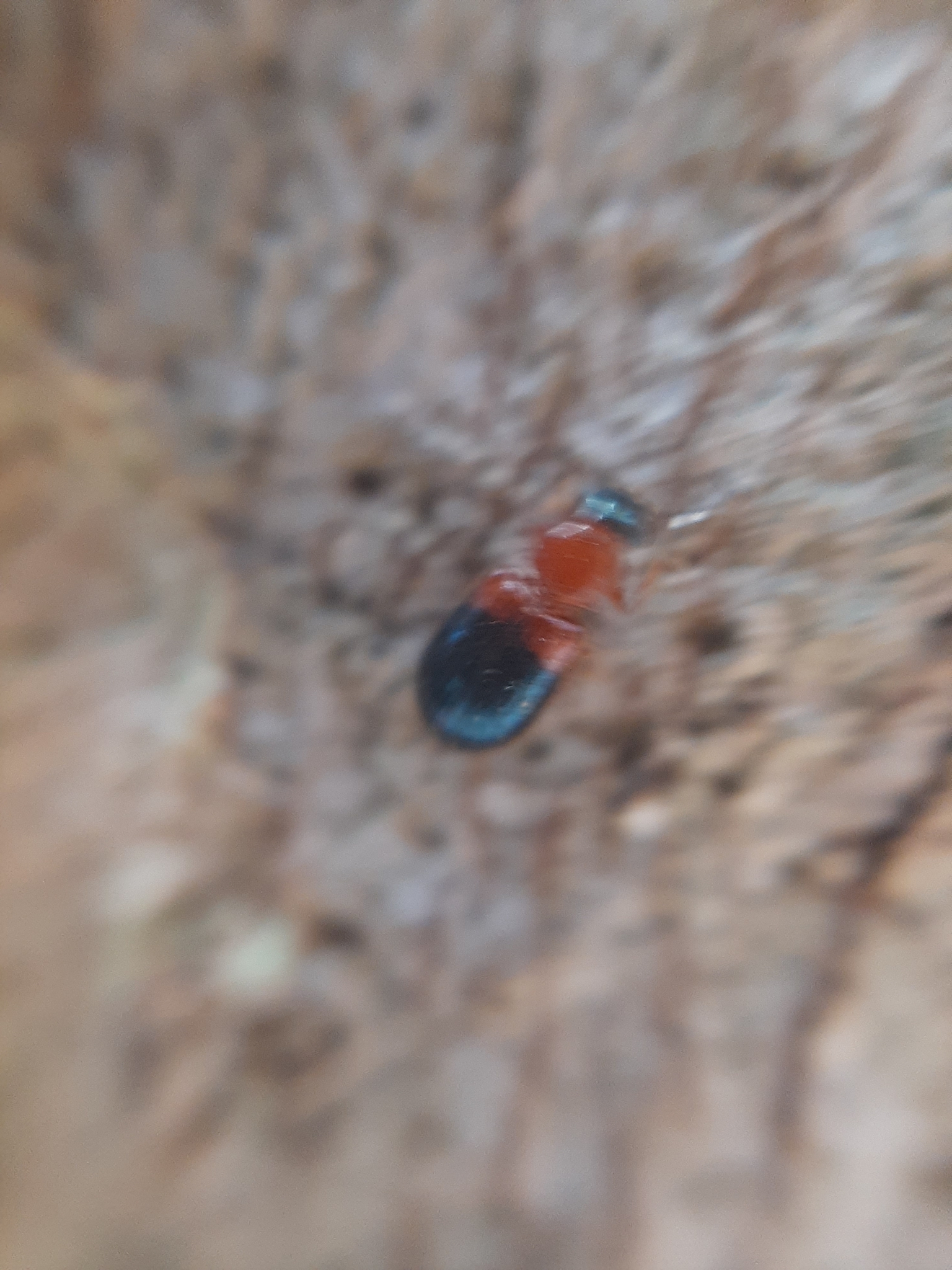 Necrobia ruficollis (Fabricius, 1775)