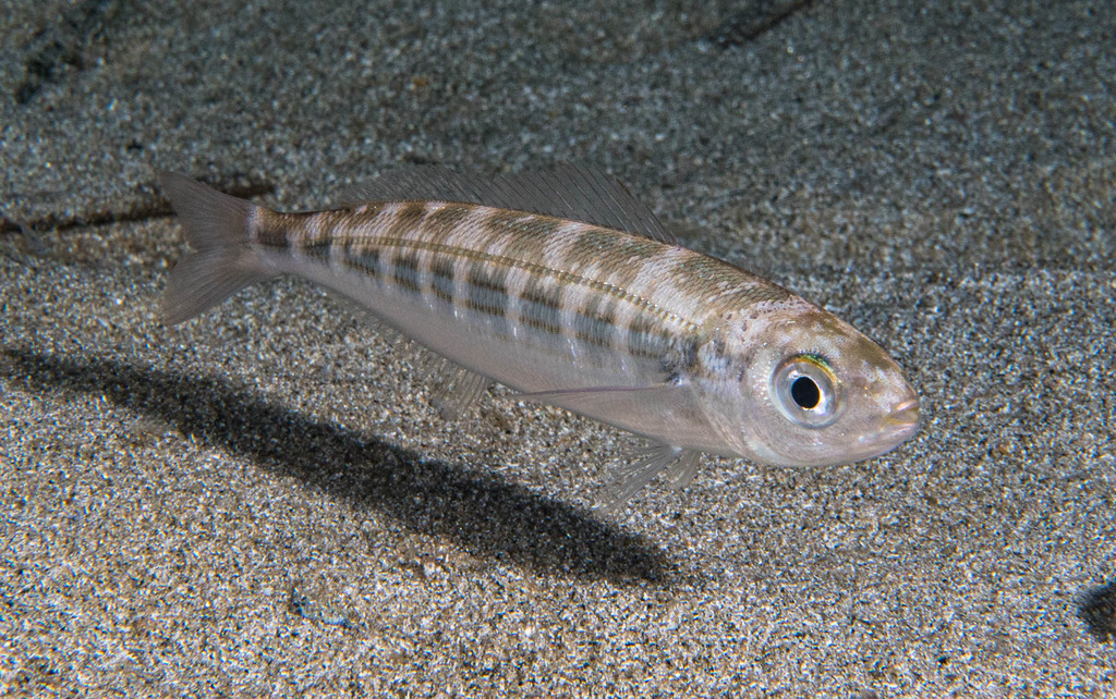 Bogue (Boops boops) - Marine Life Identification