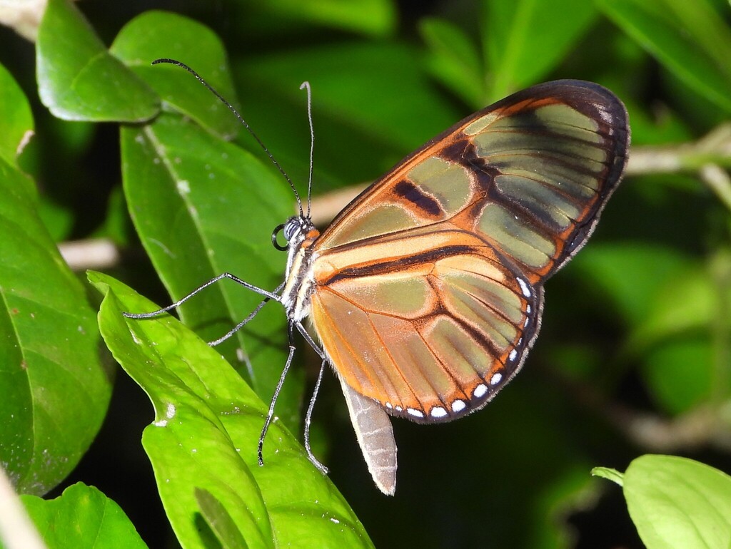 Athesis clearista from San Antonio del Tequendama, Cundinamarca ...