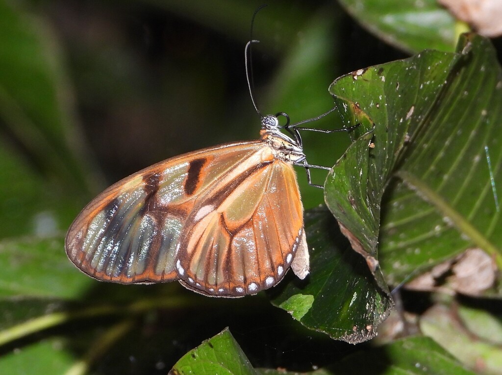 Athesis clearista from San Antonio del Tequendama, Cundinamarca ...