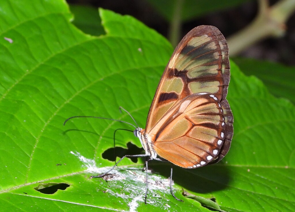 Athesis clearista from San Antonio del Tequendama, Cundinamarca ...