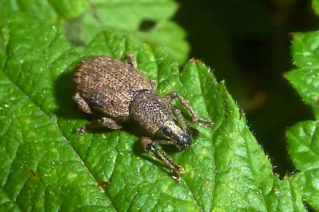 Clay-coloured Weevil from Lauterbachtal, Lichtenberg, Deutschland on ...