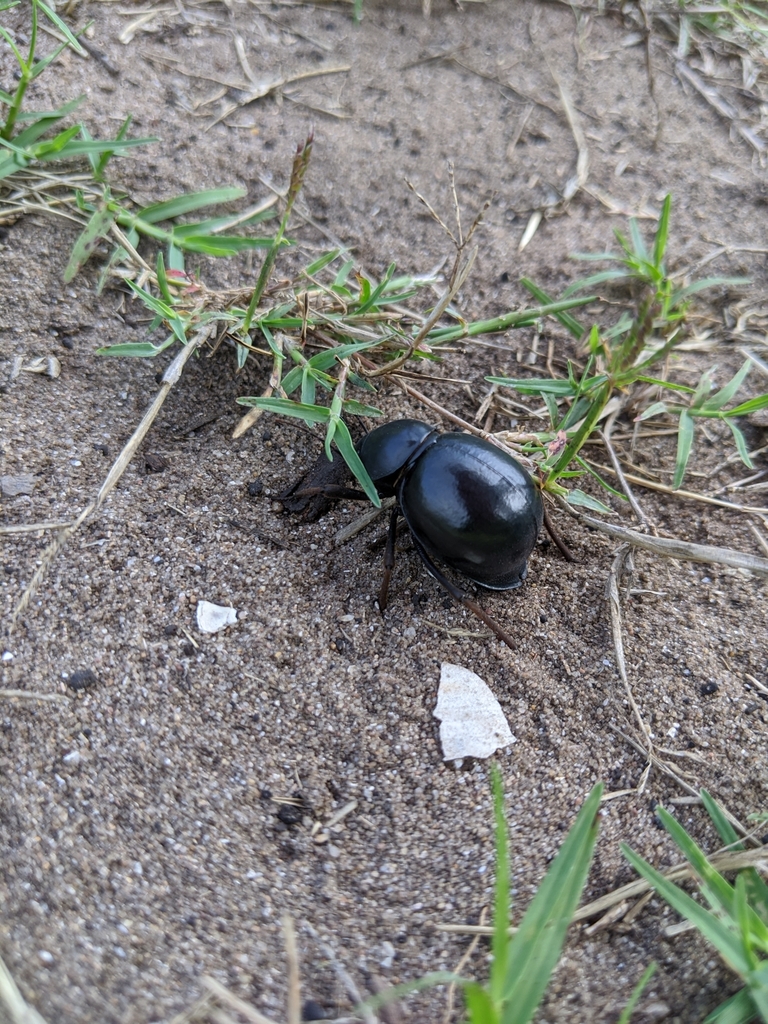 Toktok Beetles from 197 Agapanthus Street 181 concordia, Brenton-on-Sea ...