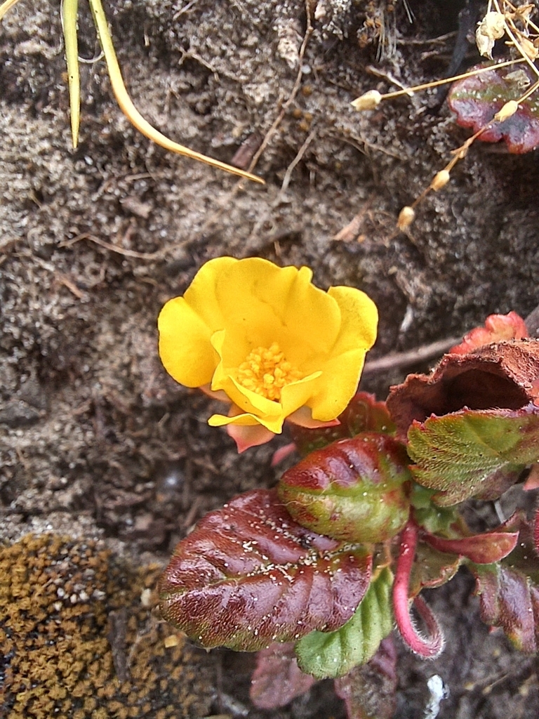 Hibbertia grossulariifolia from Torndirrup WA 6330, Australia on ...