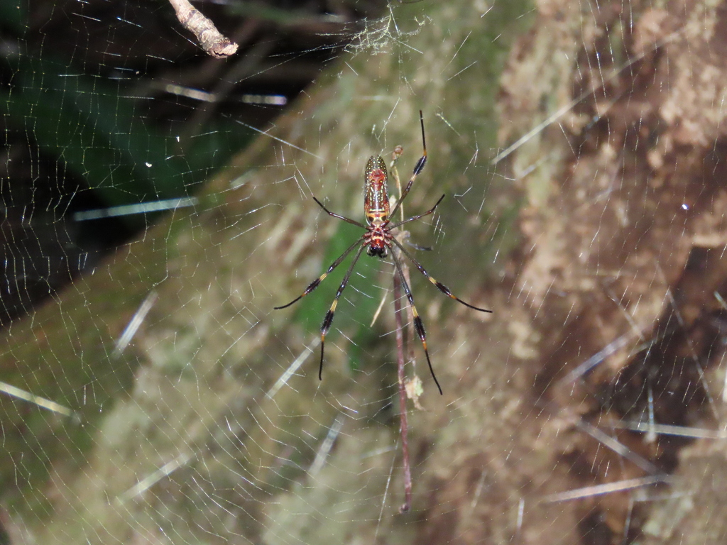 Golden Silk Spider from La Chorrera District, Panamá Oeste Province ...