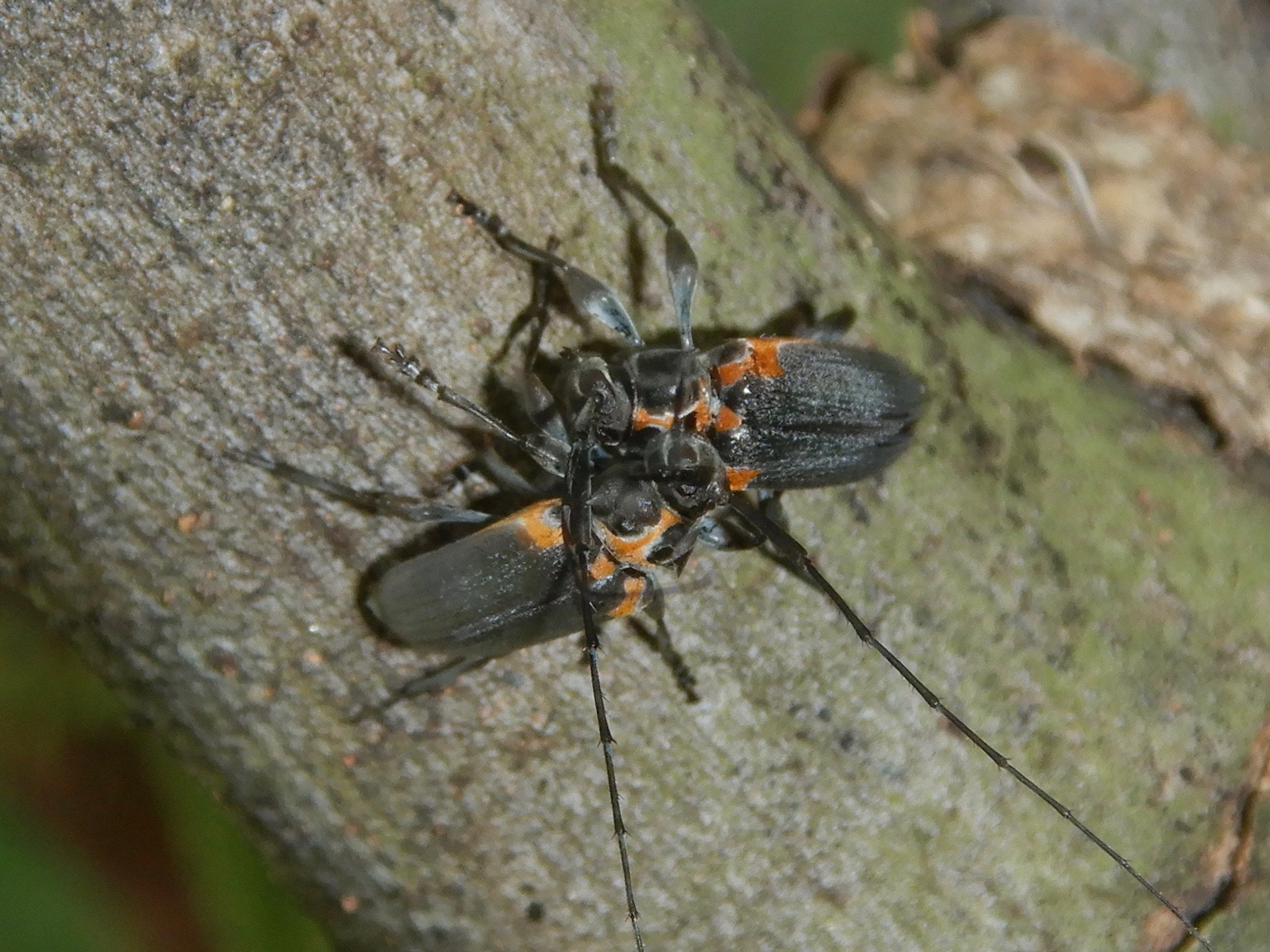 Alcidion humeralis Di Iorio, 1996