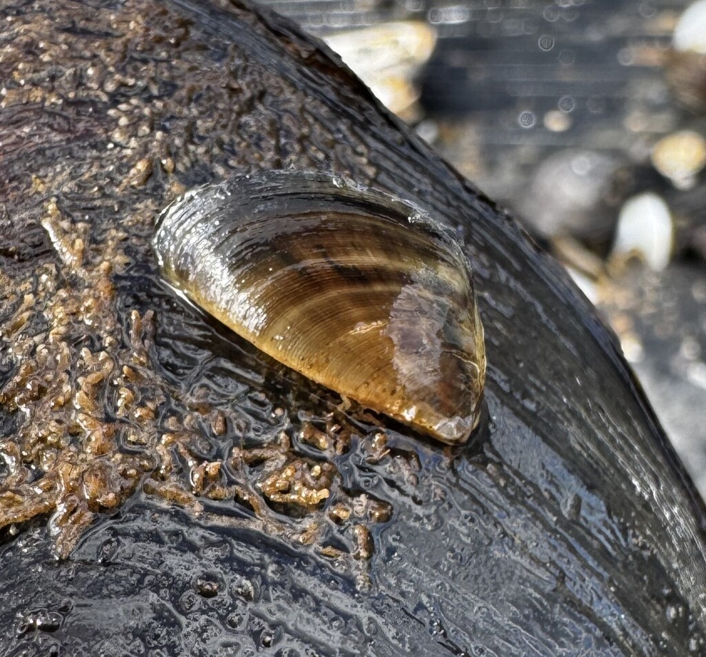 Zebra Mussel from Tennessee River, downstream of Saltillo Landing ...