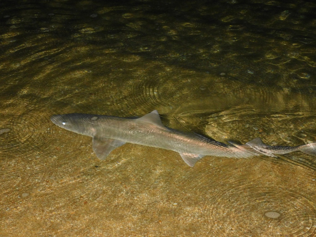 Spotted Estuary Smooth-hound from Tasman District, Tasman Region, New ...