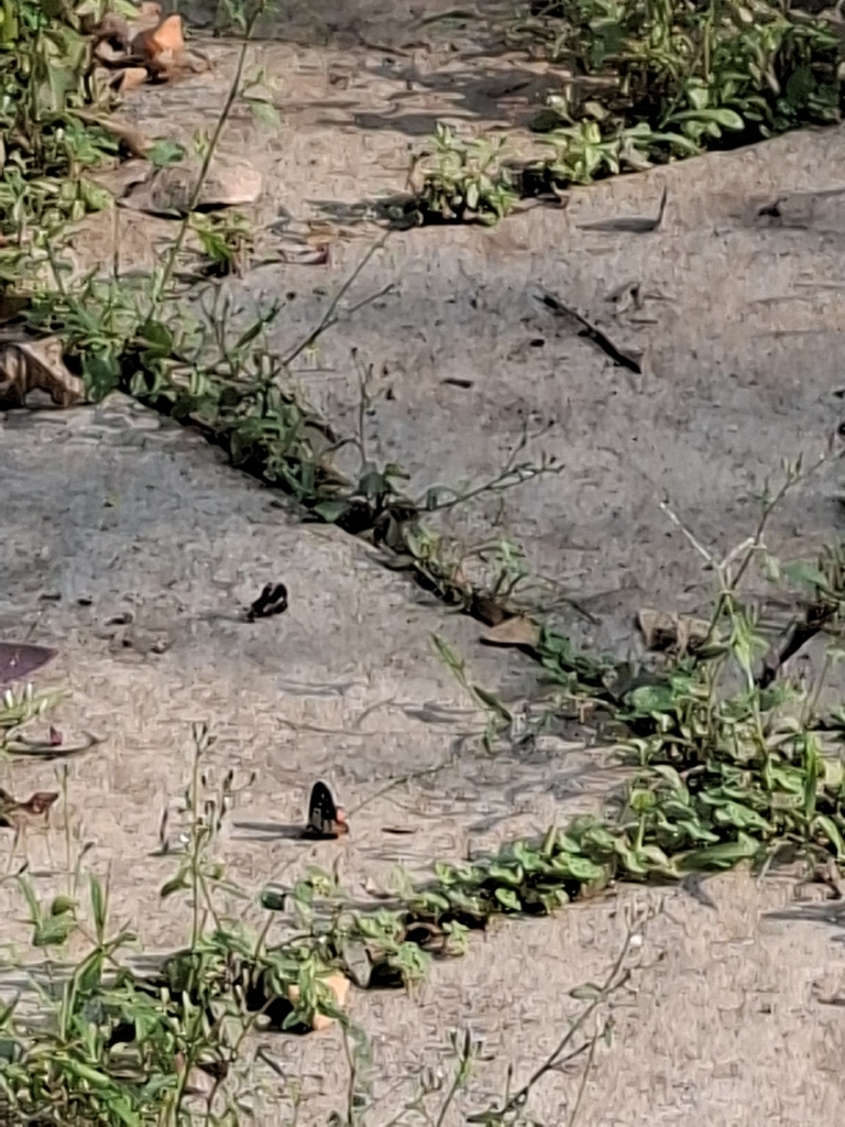 Red Pierrot from 3WF2+73R, Vidyanagar, Vidya Vihar East, Ghatkopar East ...
