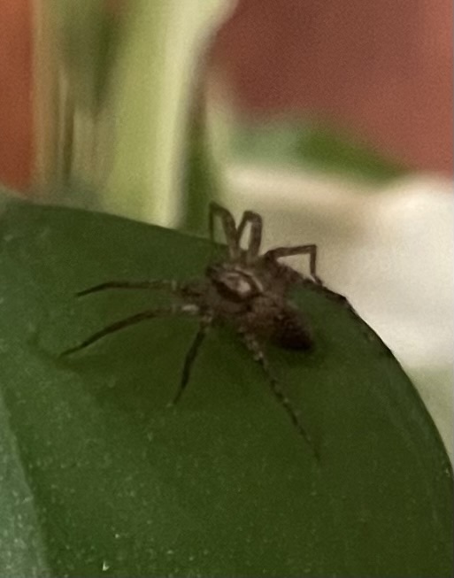 RTA Clade Spiders from Dalmarnock Cres NW, Calgary, AB, CA on January ...