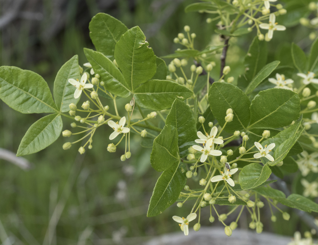 Western Hoptree from Butte, California, United States on March 26, 2016 ...