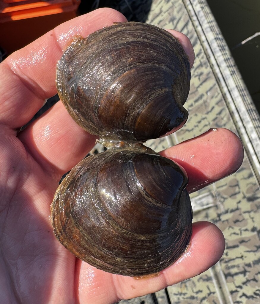 Ebonyshell from Tennessee River, downstream of Saltillo Landing, Hardin ...