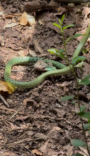 Spotted Bush Snake (Philothamnus semivariegatus) - Snakes and Lizards