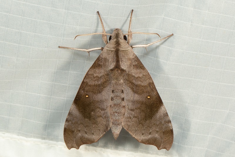 Acosmeryx miskini from Border Ranges NSW 2474, Australia on January 28 ...