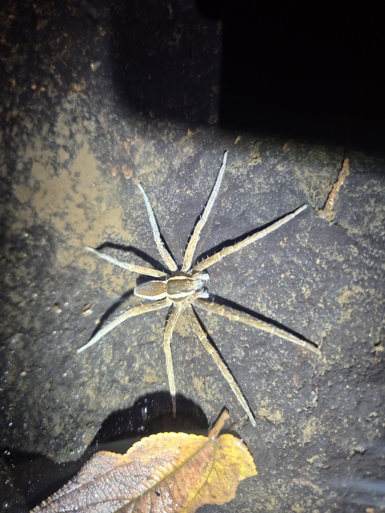 Wolf Spiders and Allies from eThekwini, KwaZulu-Natal, South Africa on ...