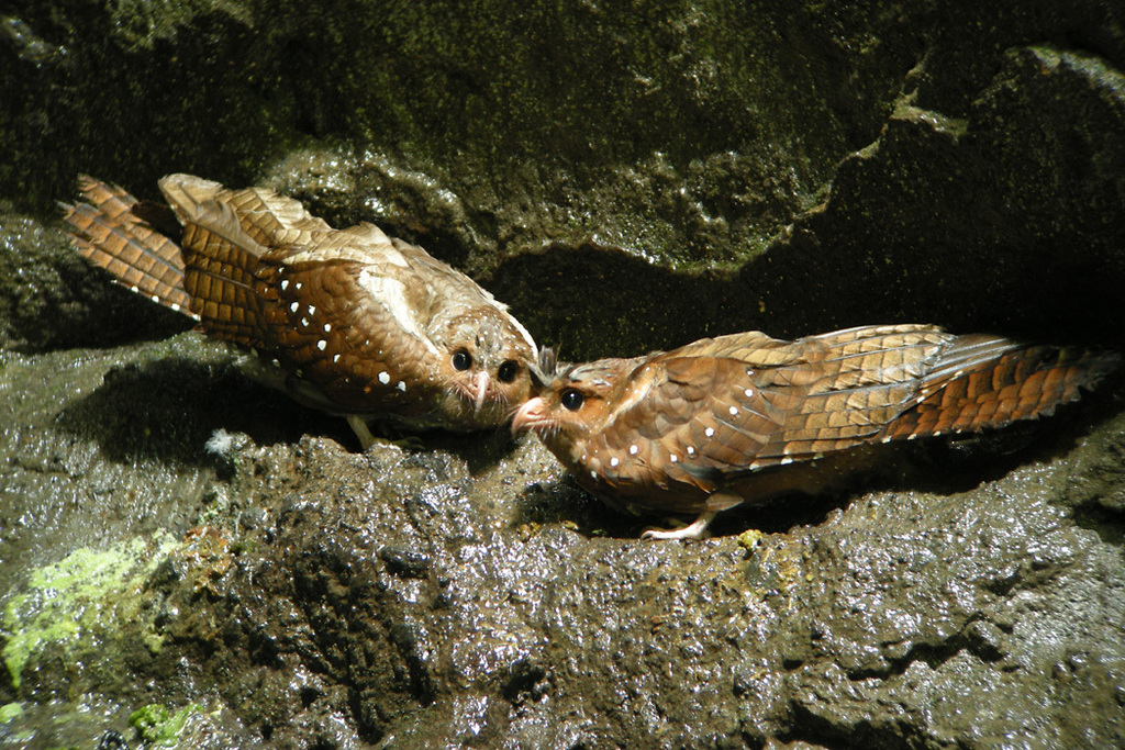 Oilbirds (Steatornithidae) - Avian Discovery