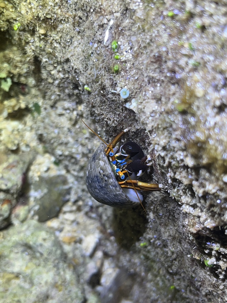 Left-handed Hermit Crab from Pacific Ocean, Kunigami, Okinawa, JP on ...