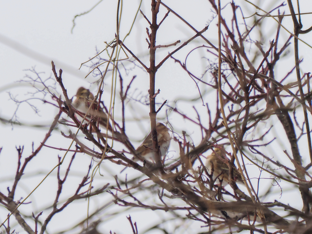 Eastern Rustic Bunting in January 2026 by Suzu Sato · iNaturalist