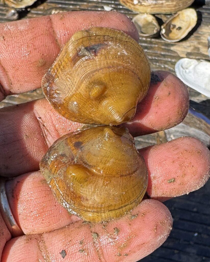 Three-horn Wartyback from Tennessee River, downstream of Saltillo ...