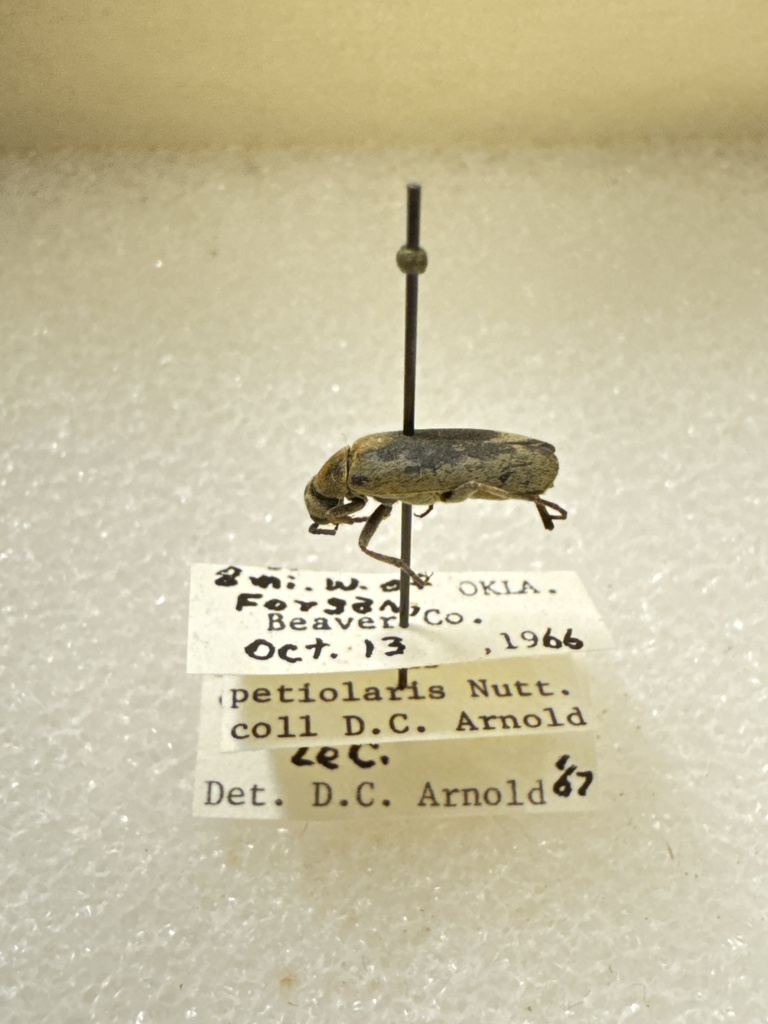 Epicauta sericans from Hollow N1330, Forgan, OK, US on October 13, 1966 ...