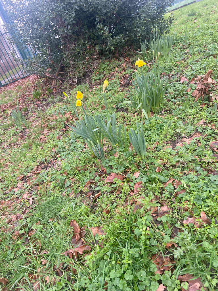 daffodils from Epinal Way, Loughborough, England, GB on January 29 ...