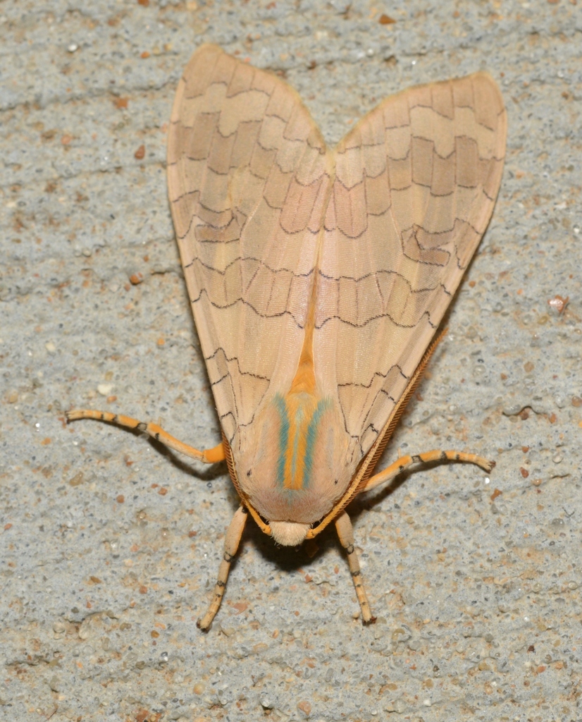 Sycamore Tussock Moth (Lepidopterans of Appalachia) · iNaturalist