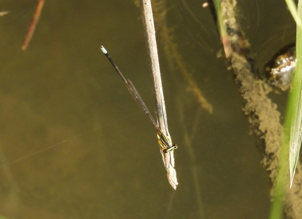 Yellow featherlegs from 730台灣臺南市新營區 on December 21, 2025 at 03:20 PM by ...