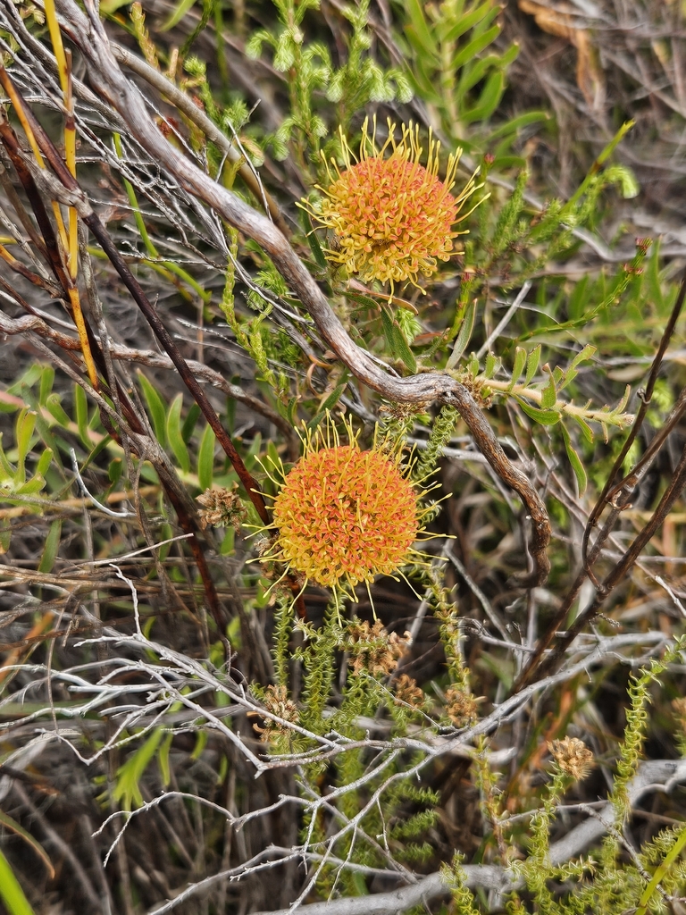Yellow-trailing Pincushion from Overstrand Local Municipality, South ...