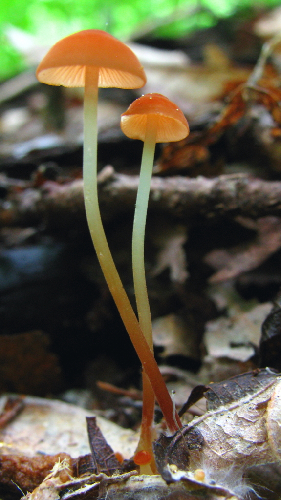 Hairy Long Stem Marasmius (Fungi of Appalachia) · iNaturalist