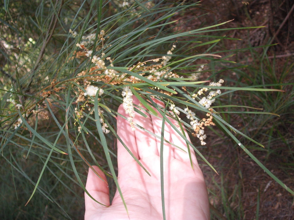 Long leaf Wattle from Blockhouse Bay, Auckland on February 10, 2020 by ...