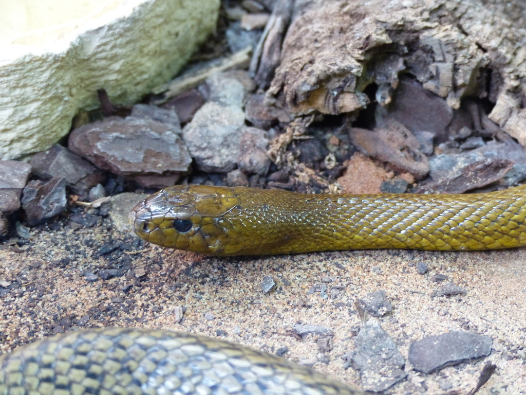 Inland Taipan (Oxyuranus microlepidotus) - Snakes and Lizards