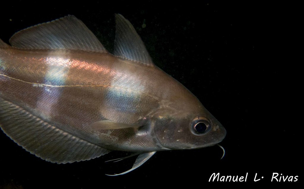 Pouting (Trisopterus luscus) - Marine Life Identification