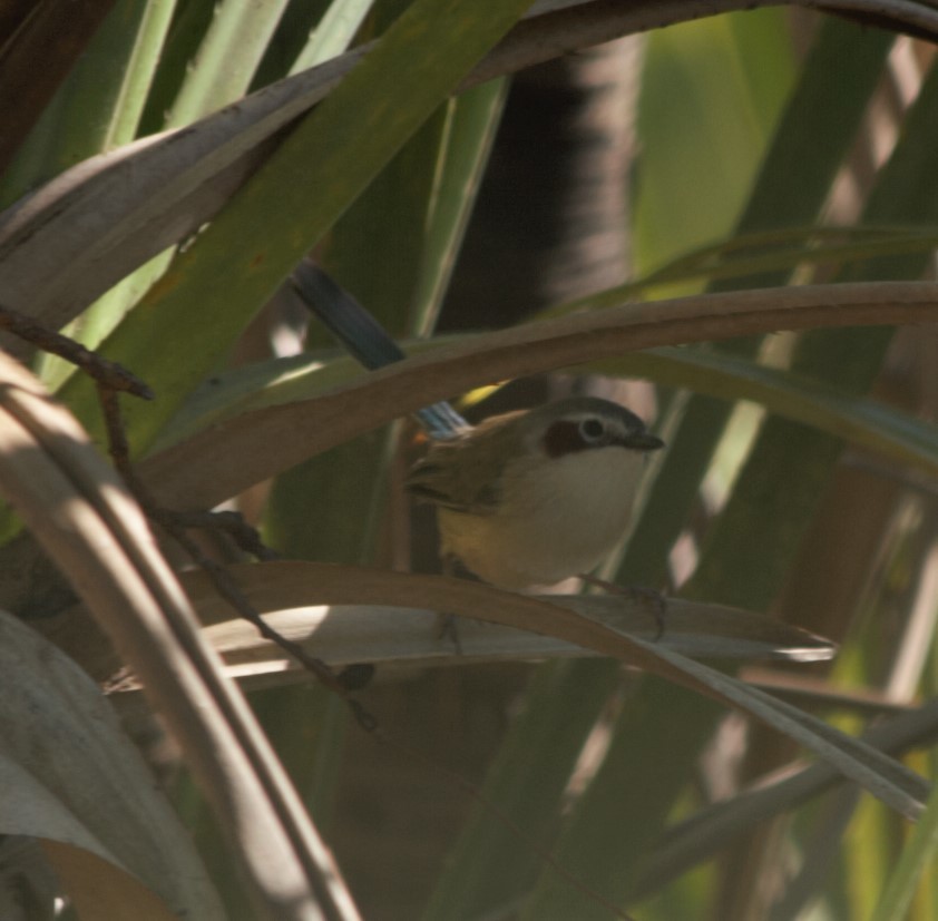 Purple-crowned Fairywren from Drysdale River WA 6740, Australia on June ...