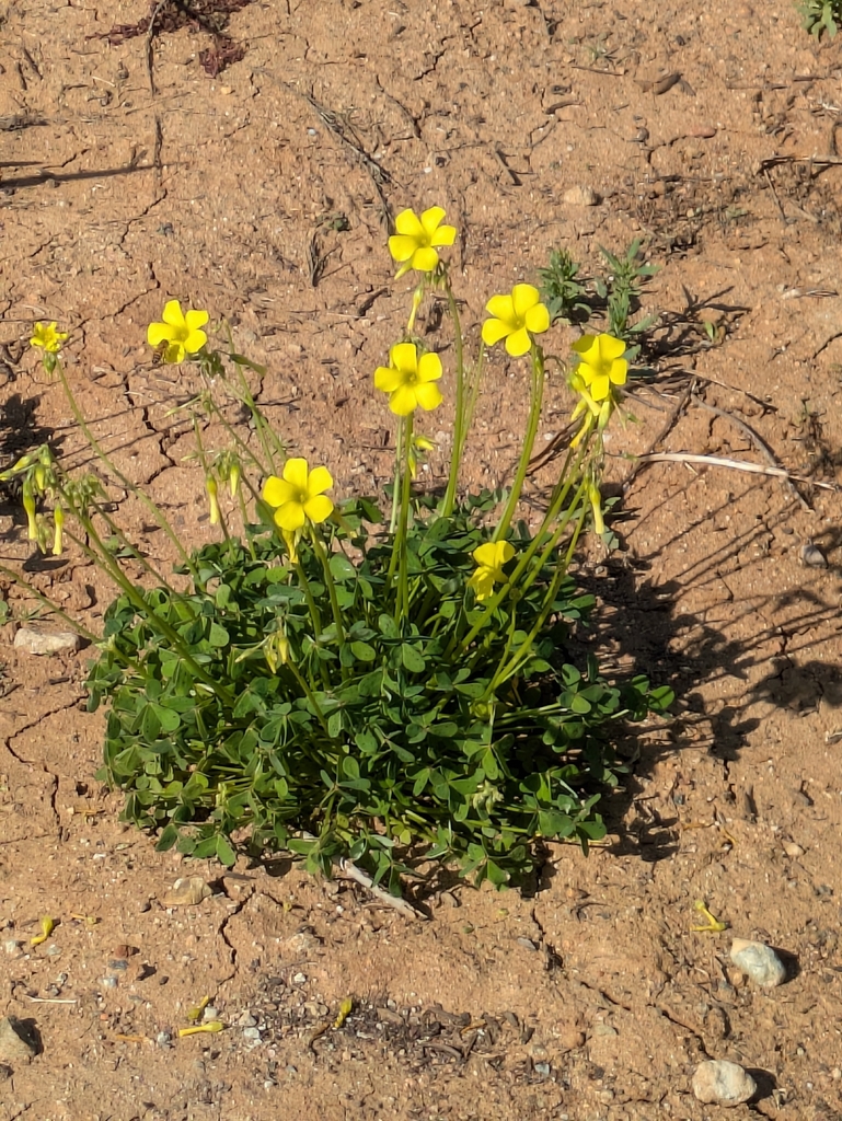 Bermuda buttercup from San Diego Bay NWR, California on January 29 ...