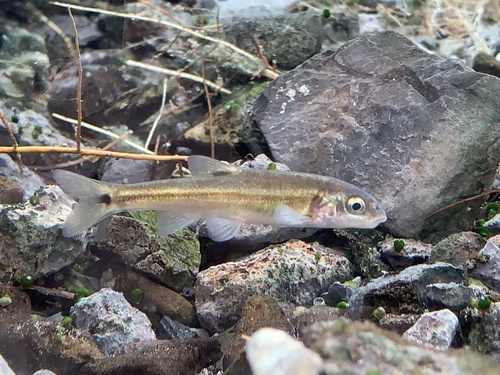 Moapa Dace (Moapa coriacea) · iNaturalist