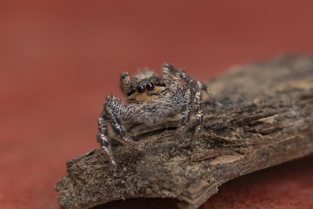 Zululand Holcolaetis Jumping Spider from Mazhou Campsite, Mapungubwe ...