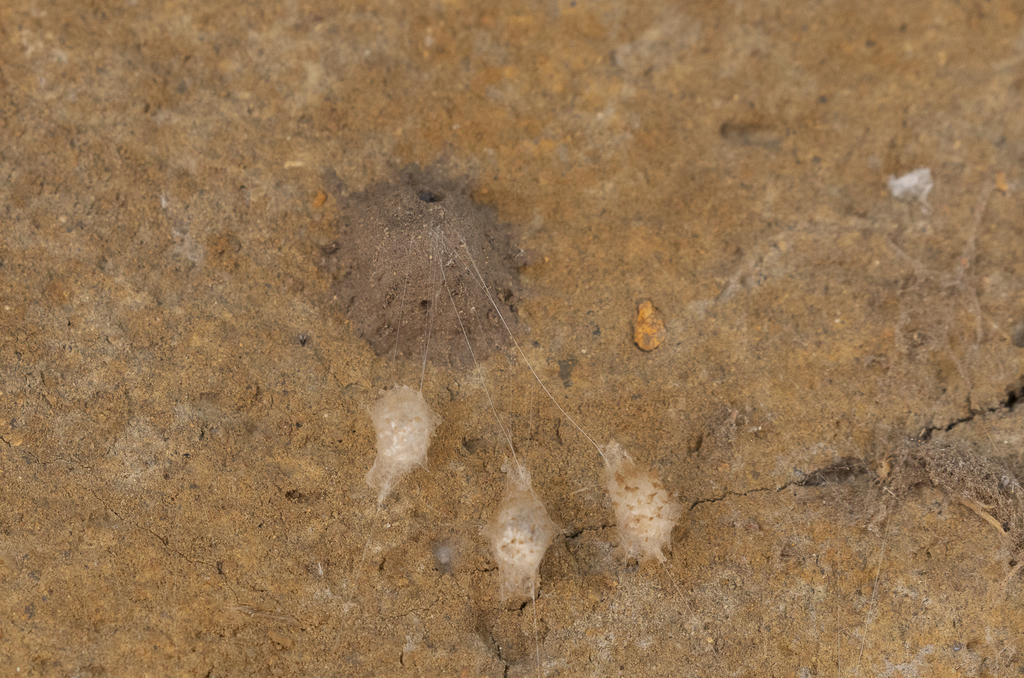 Spiders from Mazhou Campsite, Mapungubwe National Park, Vhembe, Limpopo ...