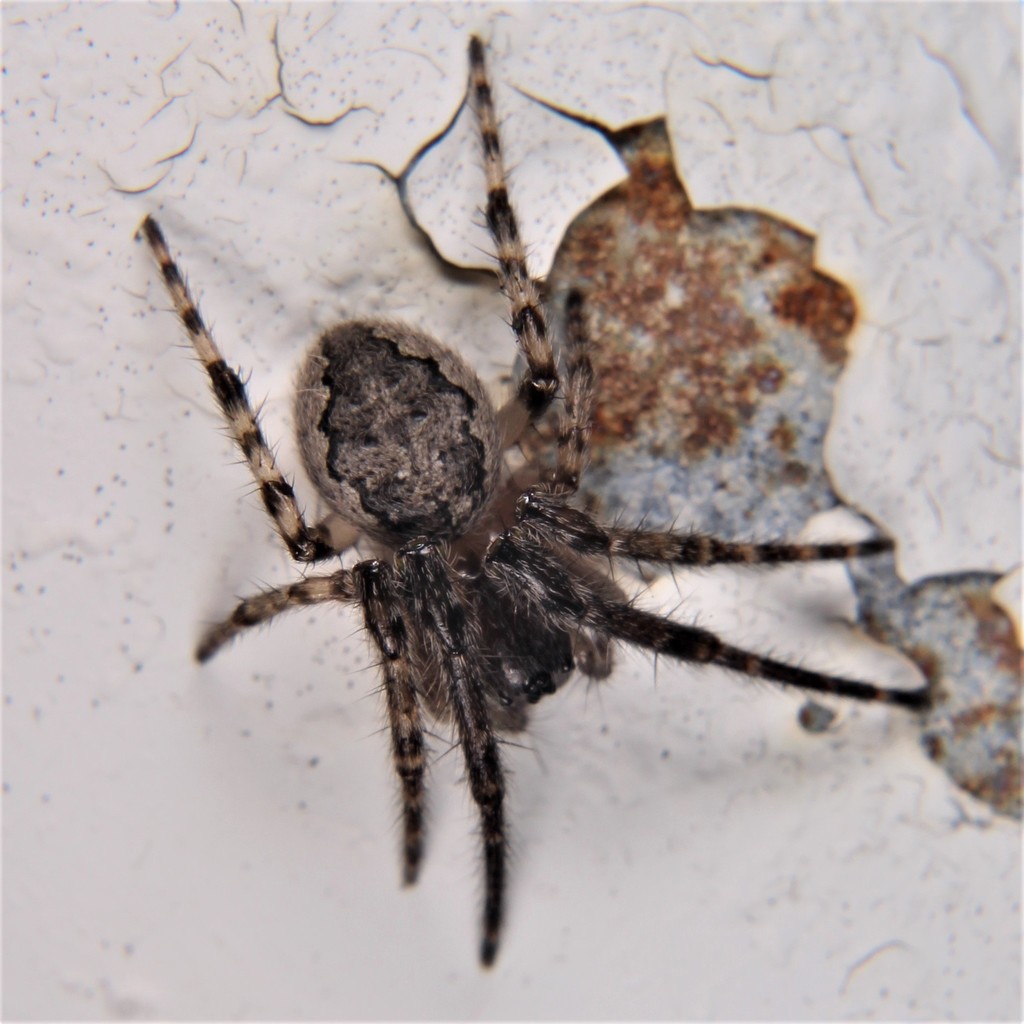 Furrow Spiders from Takayacho Kinehara, Higashihiroshima, Hiroshima 739 ...