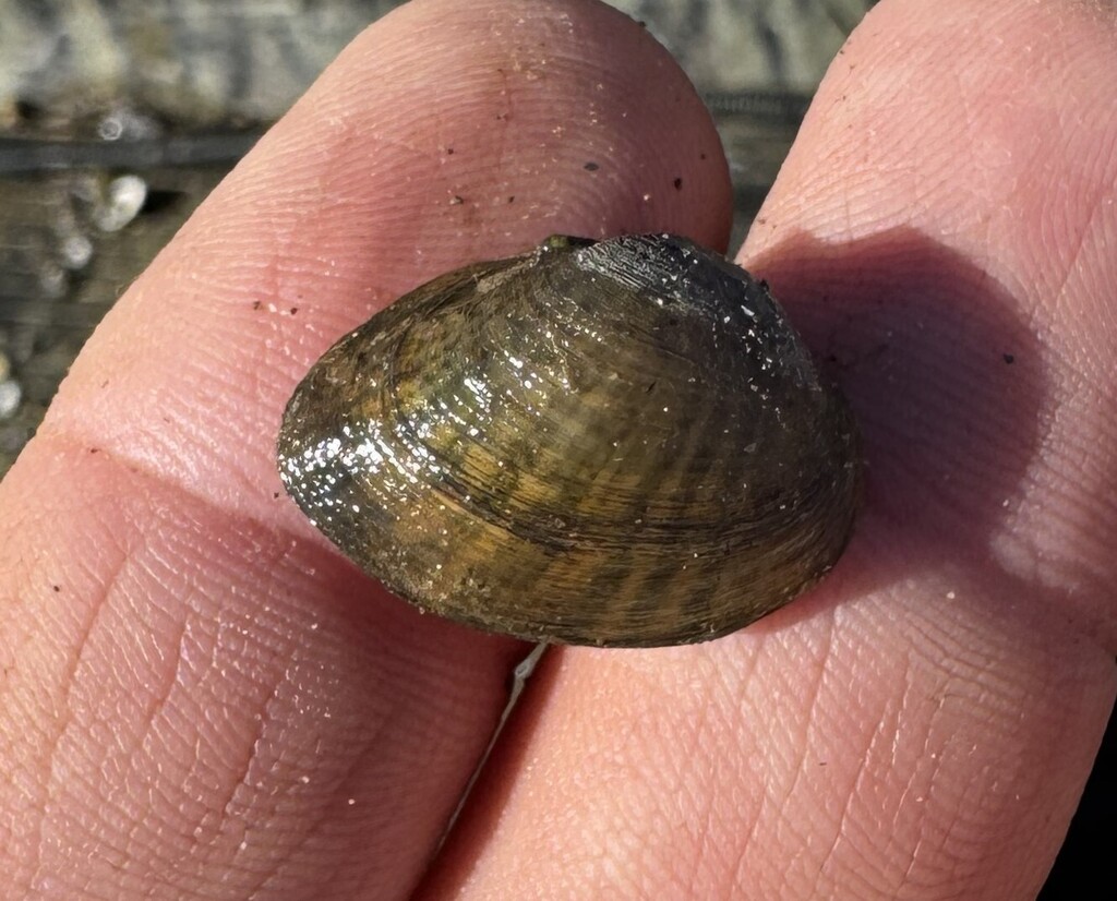 Fawnsfoot from Tennessee River, downstream of Saltilo Landing, Hardin ...