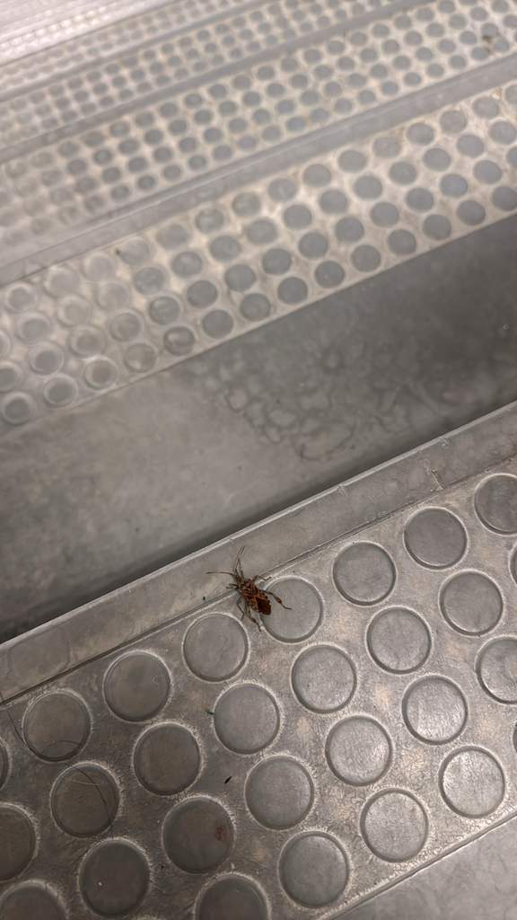 Western Conifer Seed Bug from N Riverpoint Blvd, Spokane, WA, US on ...