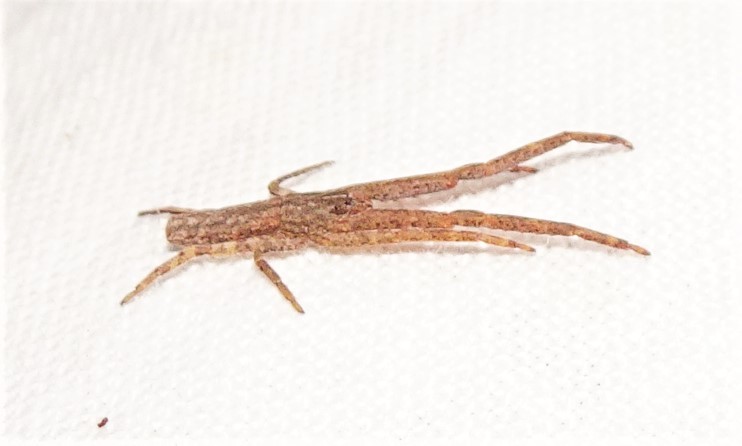 Synalus angustus (L.Koch, 1876)