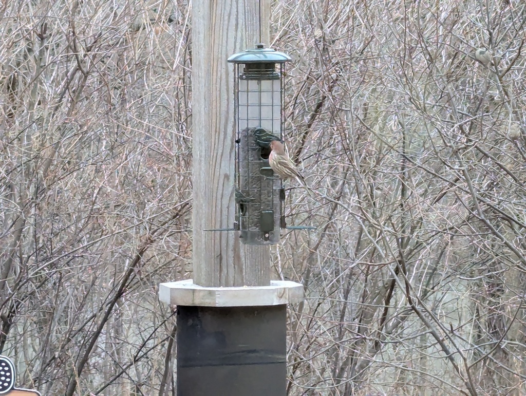 House Finch in January 2026 by Ryan Sorrells · iNaturalist