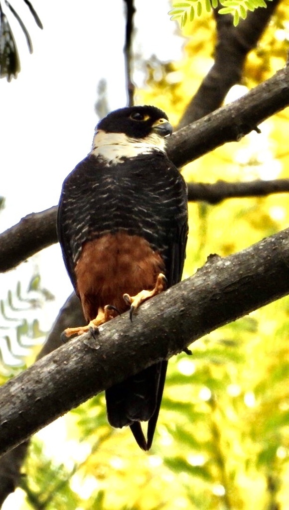 Bat Falcon from Tuxtla Chico, CHIS, MX on February 09, 2020 at 03:13 PM ...