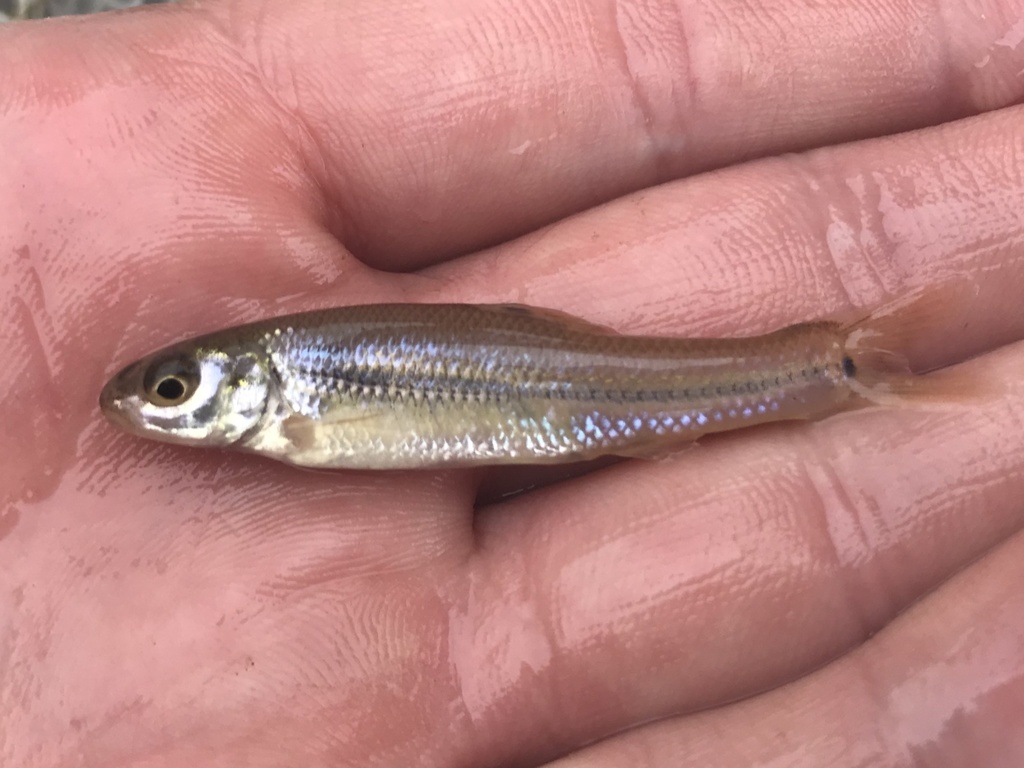 Bullhead Minnow from Caldwell County, US-TX, US on February 8, 2020 at ...