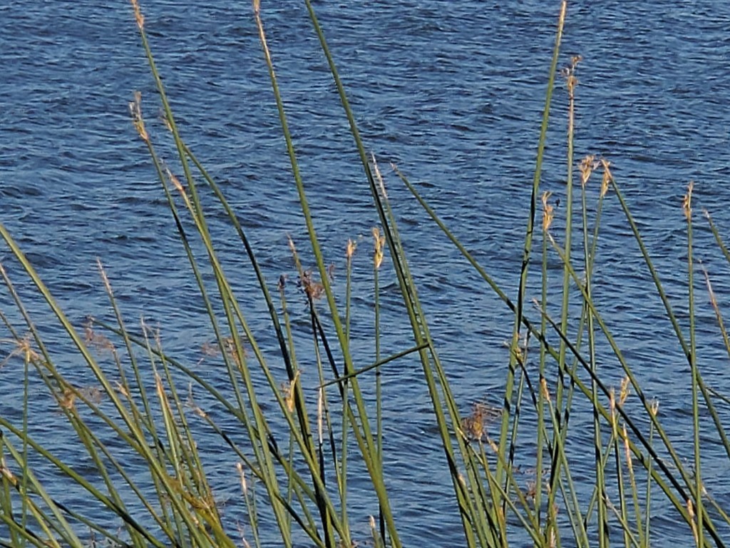 Schoenoplectus Bulrushes from Monterey, California, United States on ...