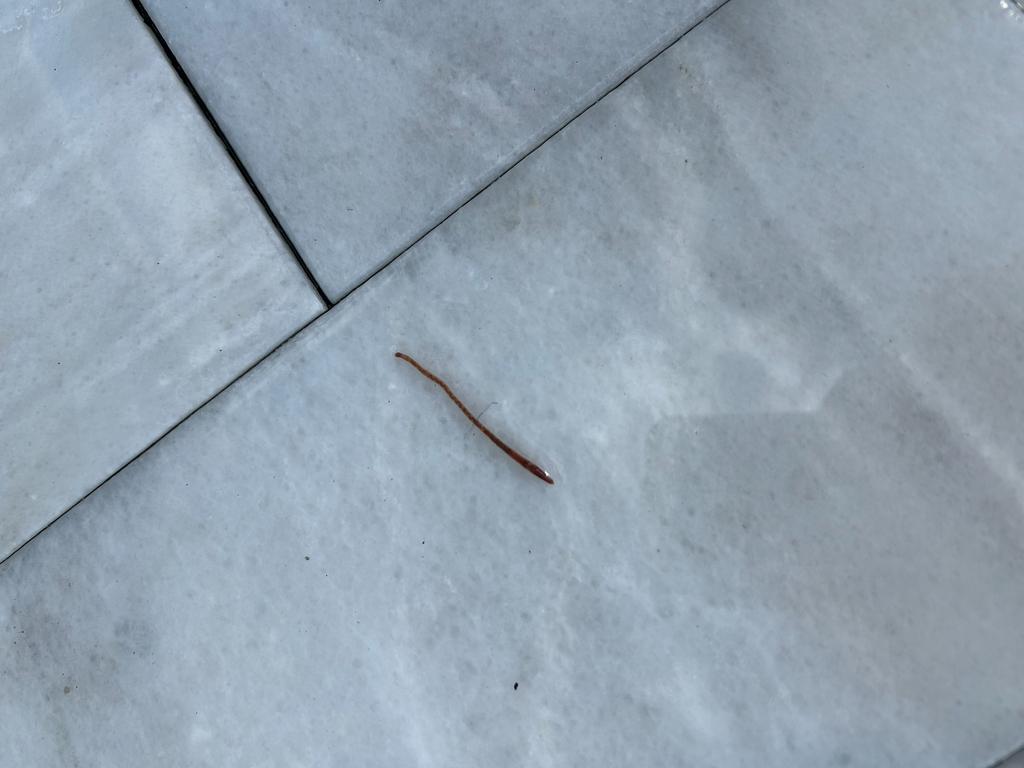 Earthworms and Allies from Goldfinch Cir, Westlake, FL, US on January ...